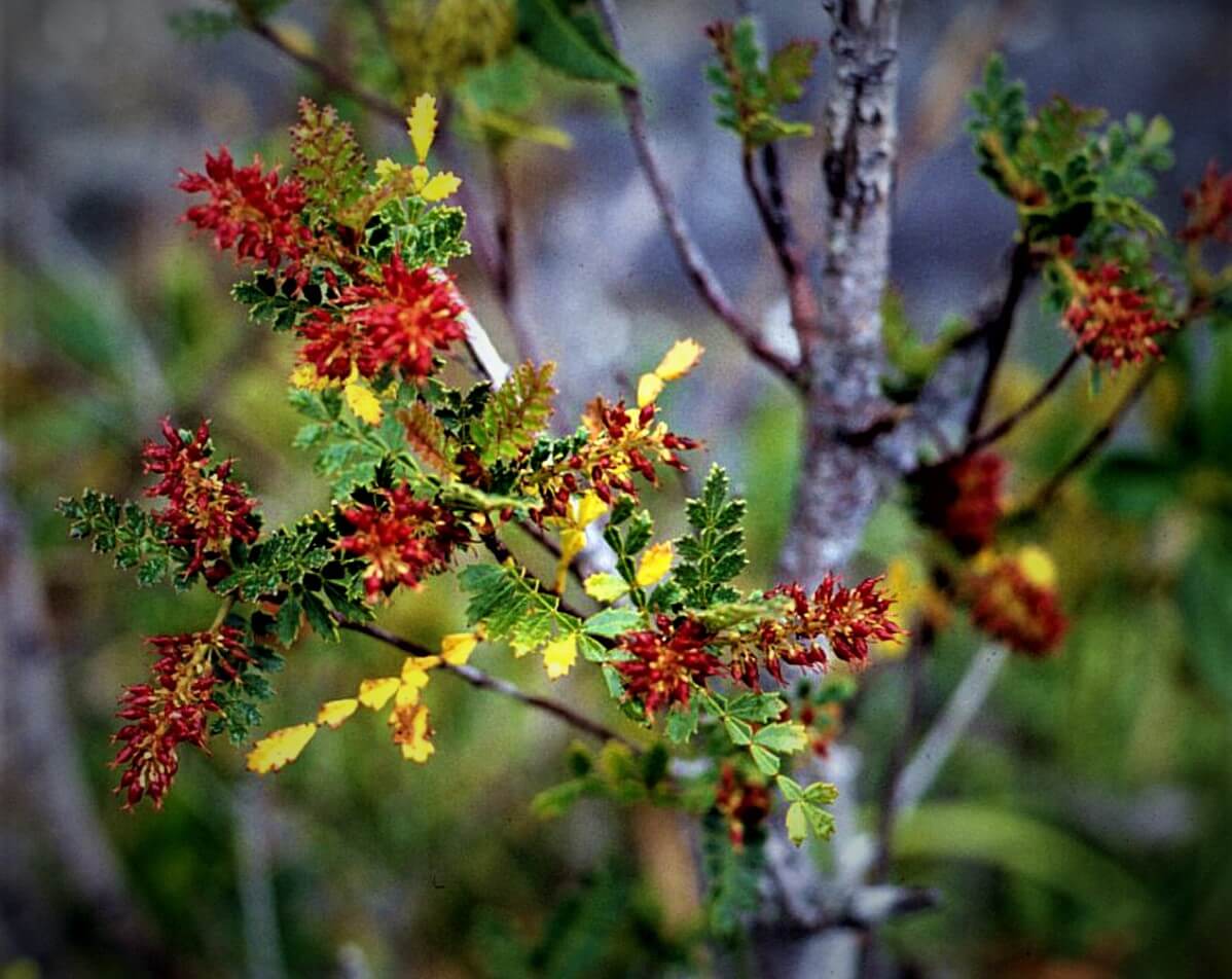 Tineo Wood (Weinmannia trichosperma), Properties And Uses